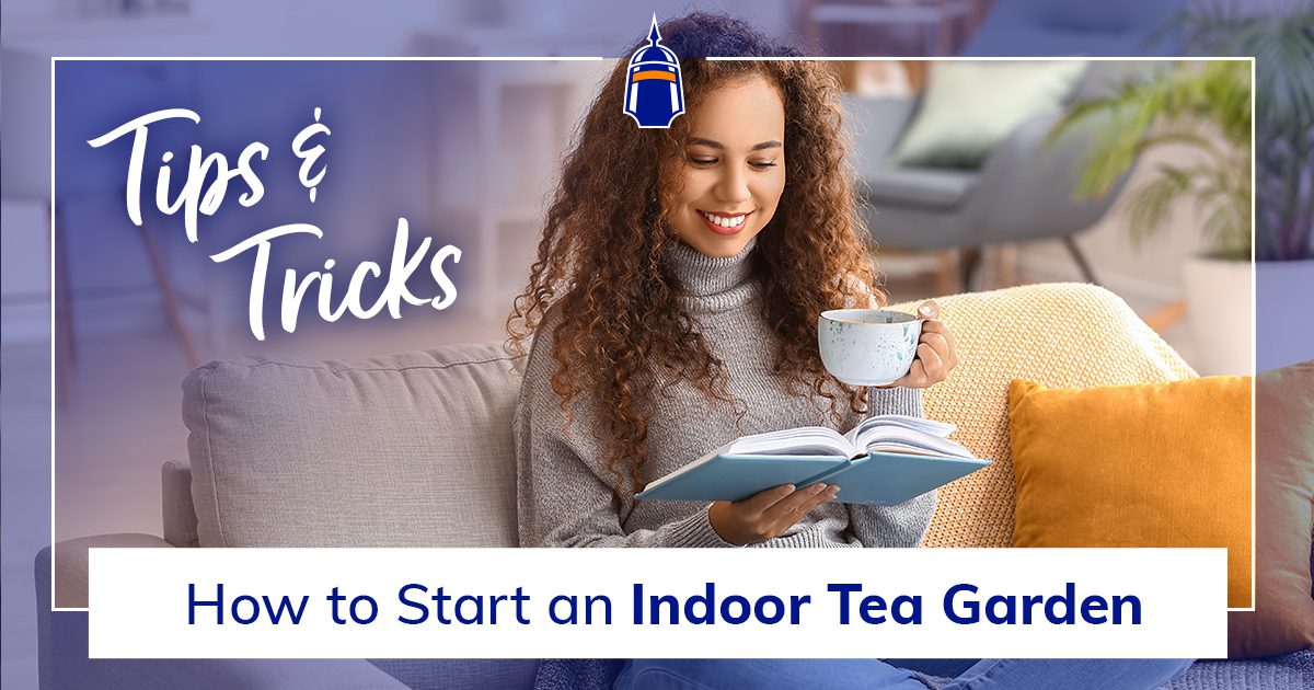 How to Start an Indoor Tea Garden | Guardian Storage